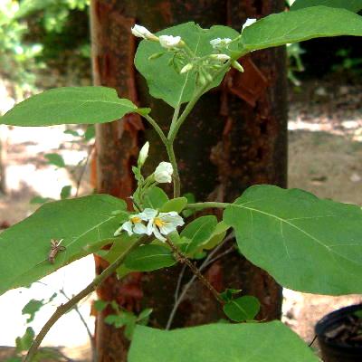 Solanum torvum / Susumber